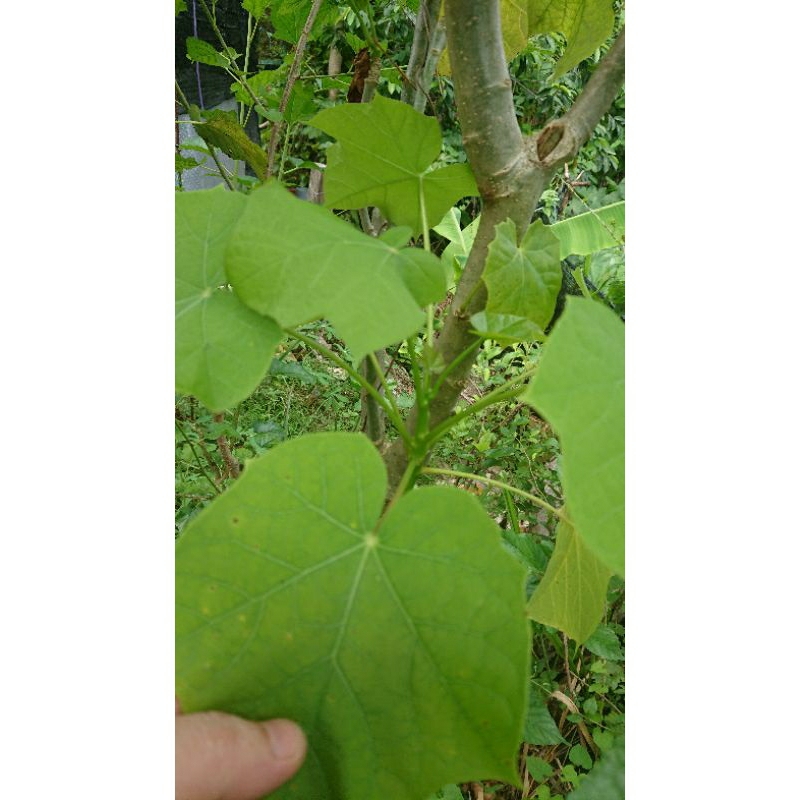 DAUN POKOK JARAK/POKOK TANGAN-TANGAN(20-30HELAI)40 gram-60 gram ...