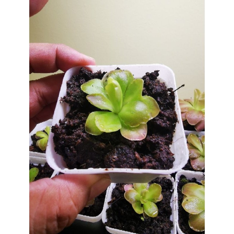 carnivorous plants,pinguicula, terrarium, paludarium, vivarium | Shopee ...