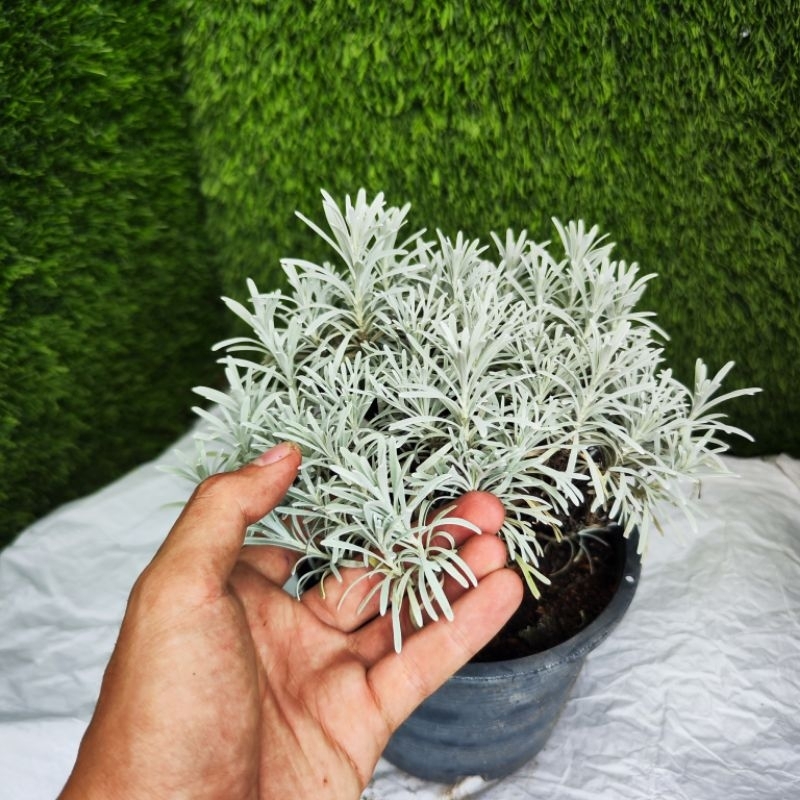 (READY STOCK) CROSSOSTEPHIUM || CHINEASE WORMWOOD || 芙蓉菊属 (6INCH ...