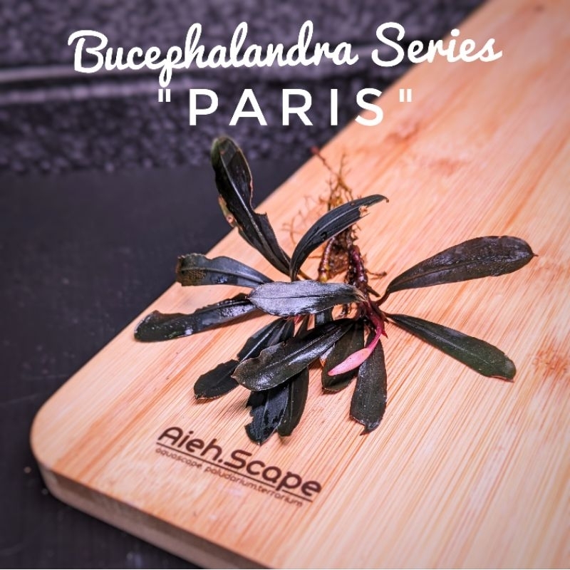 [BUY 4 FREE 1] Bucephalandra Sp. Paris (Stalk) Rare aquatic plants for ...