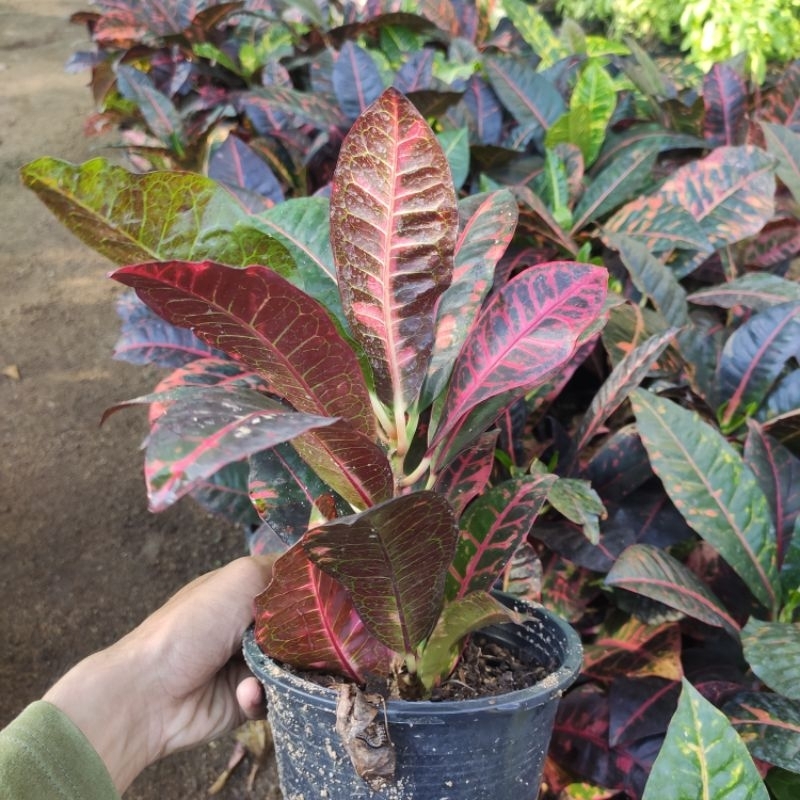 POKOK BUNGA PUDING MURAH THAILAND READY STOCK | Shopee Malaysia