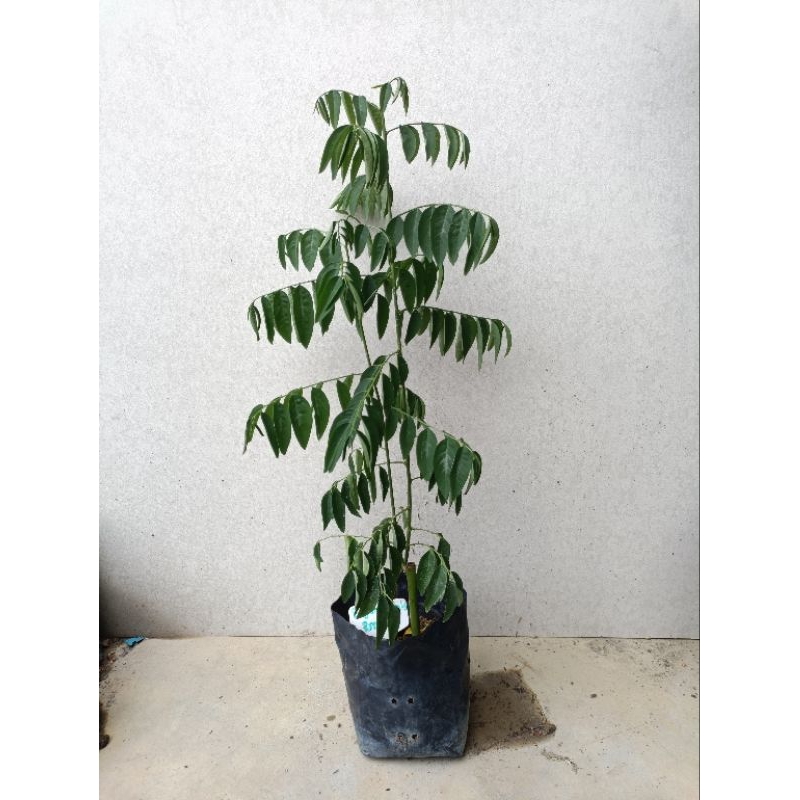 Pokok Sayur Manis / Tausamin Kire (Live Plant) | Shopee Malaysia
