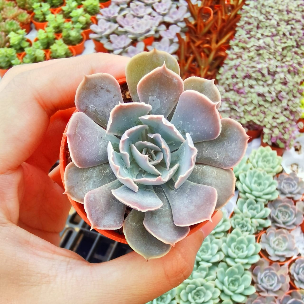 MOVEE-Succulent Live Plants [Echeveria Shaviana hybrid ]紫蝶 | Shopee Malaysia