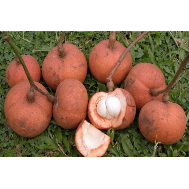 Buah tampoi/ langka hutan/ ngeke segar 1 kg | Shopee Malaysia