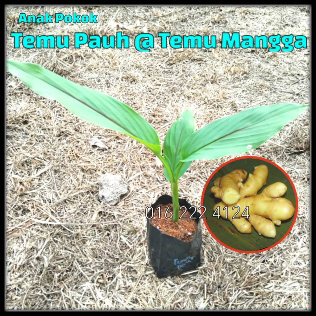 Anak Pokok Temu Pauh @ Temu Mangga | Shopee Malaysia