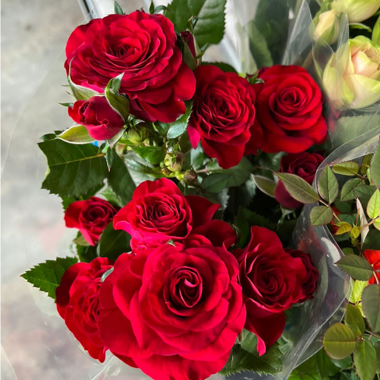 【UnclePot】Cameron Rose Pot Forever 玫瑰 (Live plants)(Denmark Branded ...