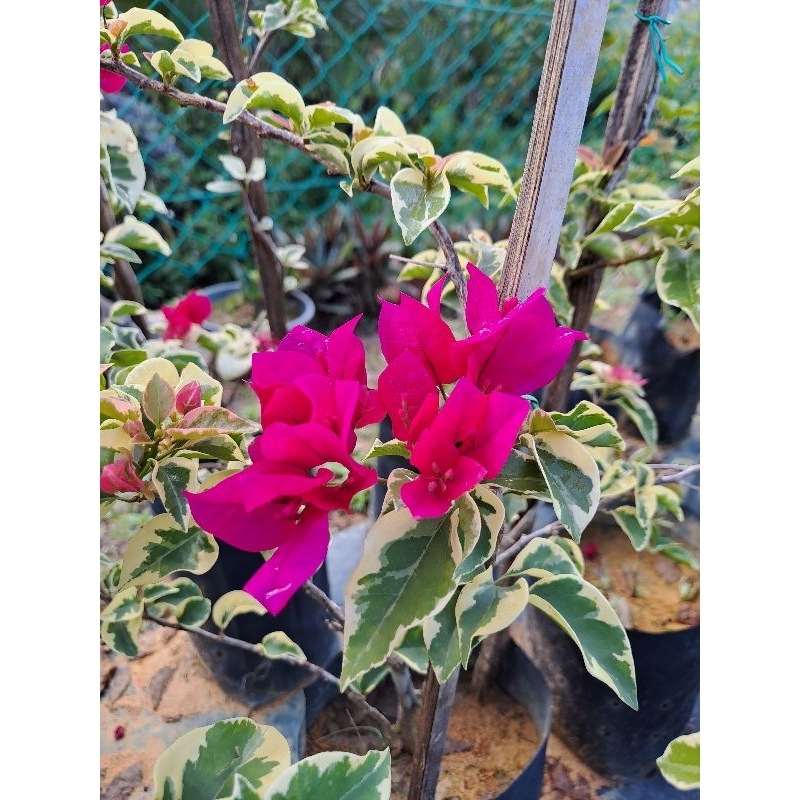 [LIVE PLANT] Bougainvillea/Pokok bunga kertas MERAH PINK BATIK (SILA ...