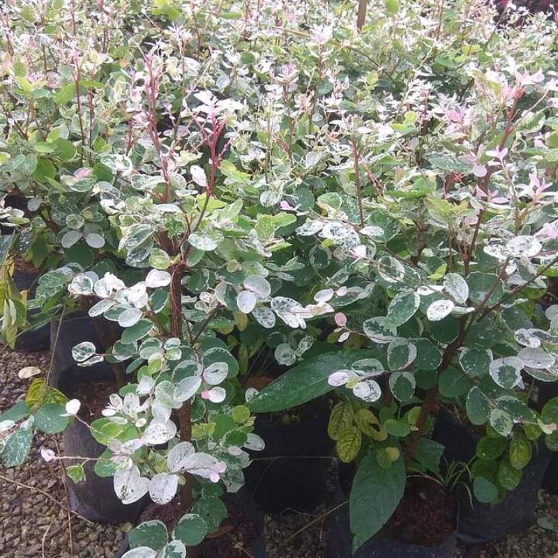 Breynia disticha Common Name(s): Snowbush | Shopee Malaysia
