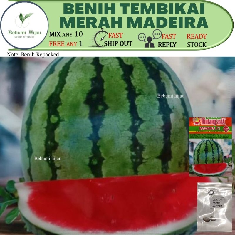 3 biji benih TEMBIKAI BESAR big watermelon MADEIRA seeds repacked manis ...