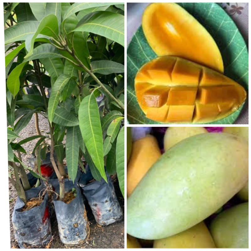 Anak pokok mangga Taiwan / taiwan gold /mangga king taiwan | Shopee ...