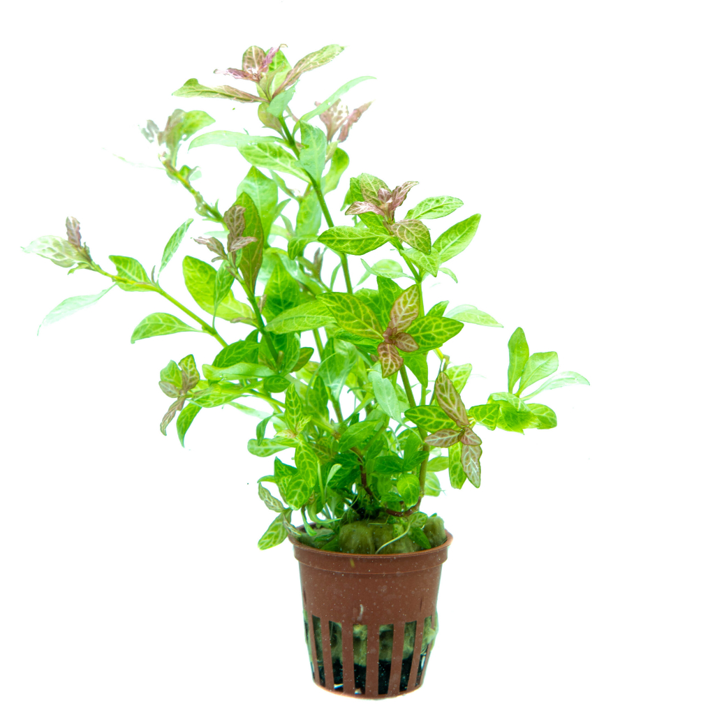 Aquatic Plants Hygrophila Polysperma Rosanervig Sunset | Shopee Malaysia