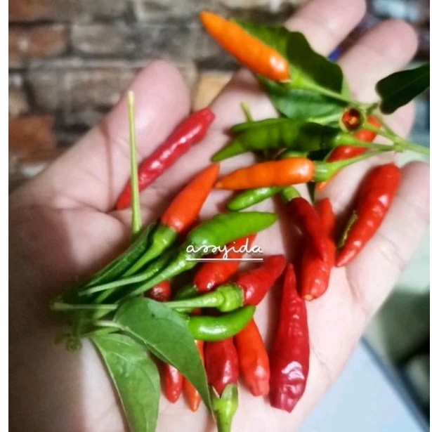 💥PROMO💥60 BIJI BENIH CILI PADI KAMPUNG / CILI API | Shopee Malaysia