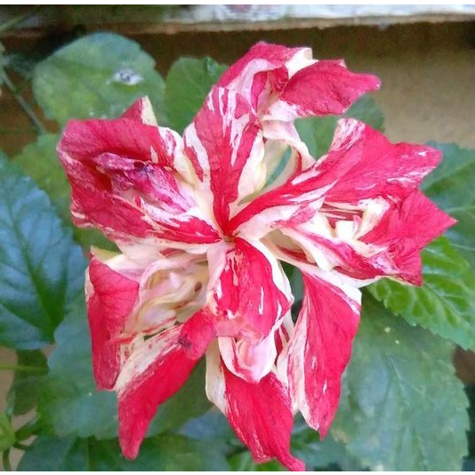 Anak Pokok Bunga Raya Baptistii (Hibiscus Rosa Sinensis Baptistii ...