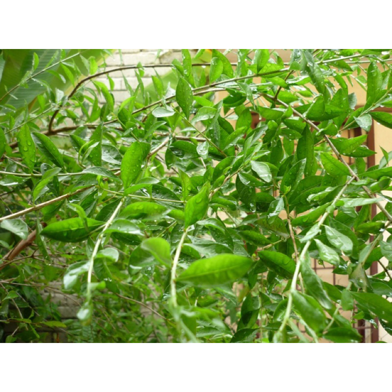 daun inai daun pokok inai kampung | Shopee Malaysia