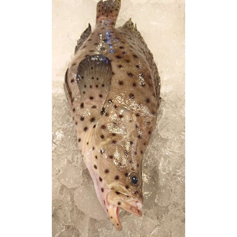 🔥READY STOCK🔥Sabah Mouse Grouper/沙巴老鼠斑 | Shopee Malaysia