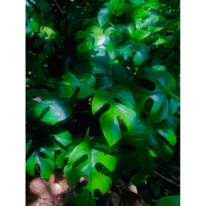 Monstera mini Minima | Shopee Malaysia