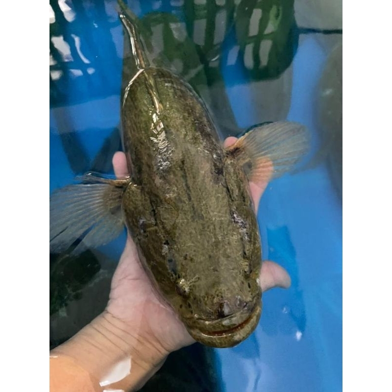 Sabah Wild Catch Marble Goby沙巴野生笋壳鱼 | Shopee Malaysia