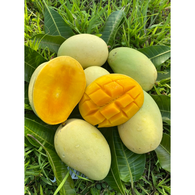 HARUM MANIS ORIGINAL PERLIS 3KG | Shopee Malaysia