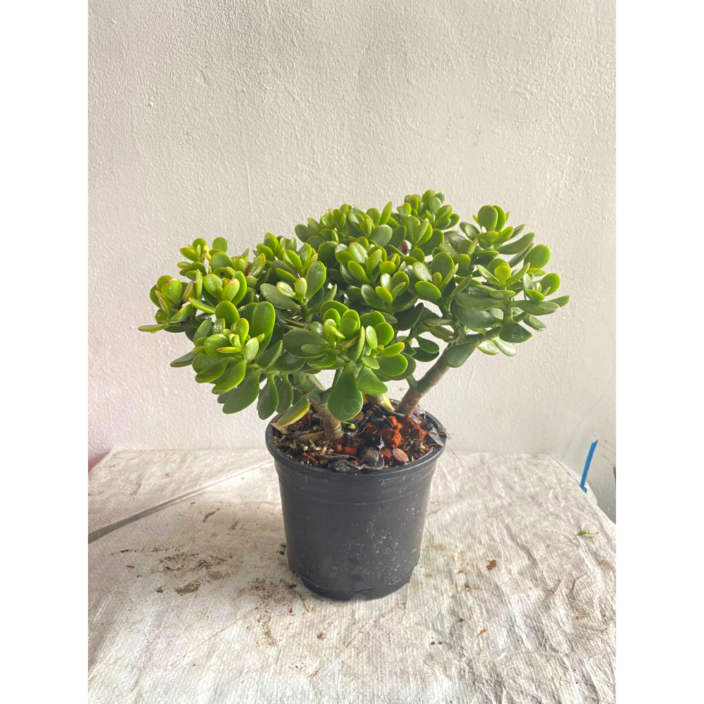 TA Jade Plant Indoor Plant | Shopee Malaysia