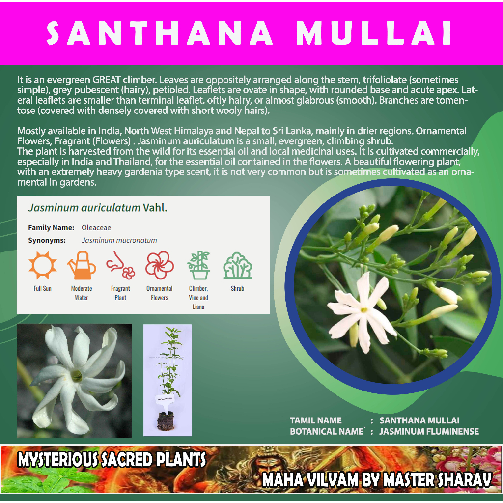 LIFE PLANT - JASMIN MULLAIPOO MULLAI RARE | Shopee Malaysia