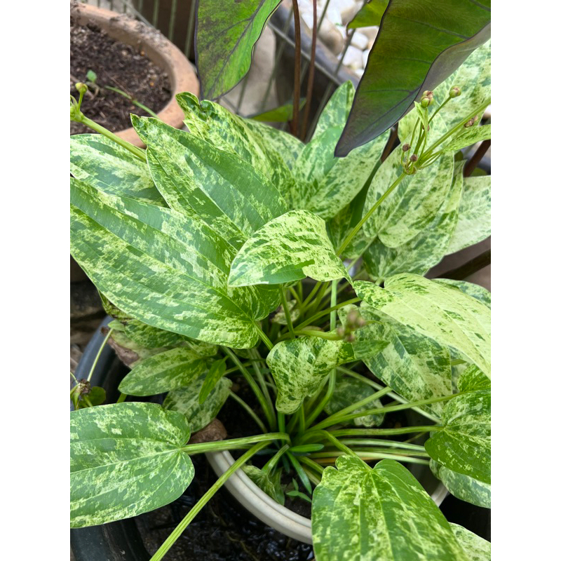 Melati Air Var/Radican Marble Queen Sword | Shopee Malaysia
