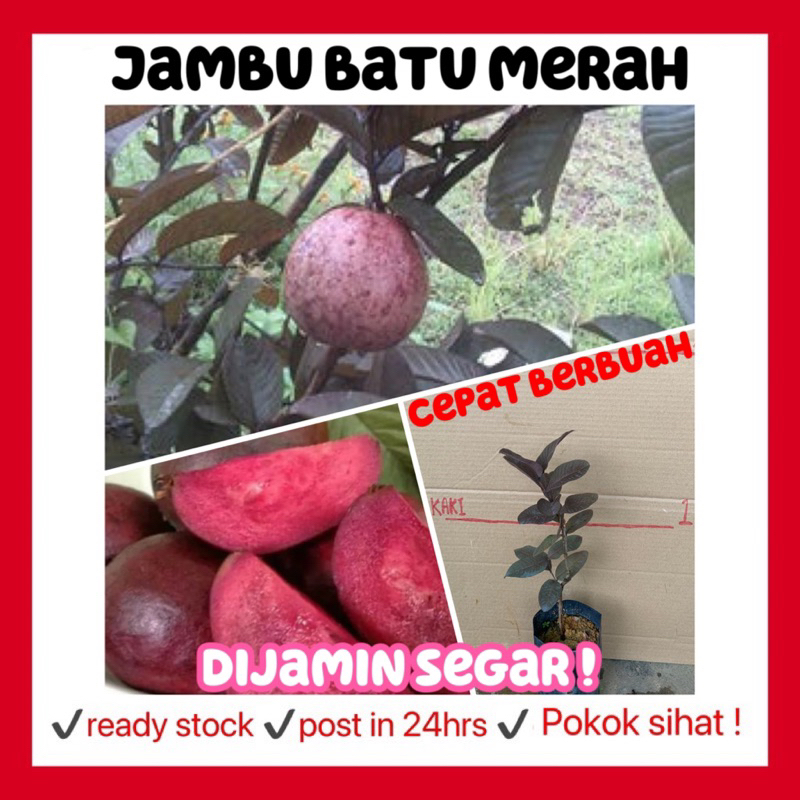 RINA • Jambu batu merah • red guava pokok buah fruit sapling live plant ...