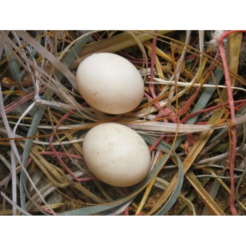 TELUR Burung merpati hias dan daging | Shopee Malaysia