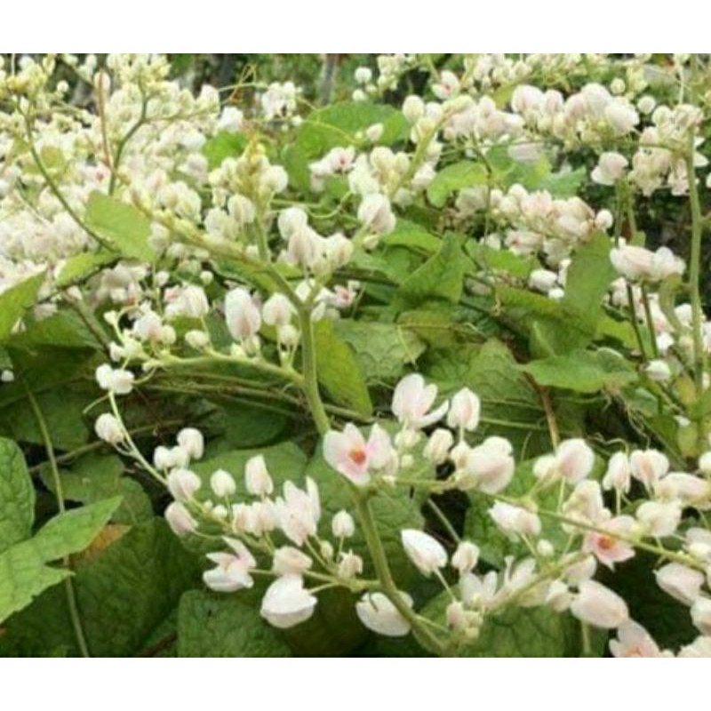 Benih bunga air Mata pengantin putih. | Shopee Malaysia