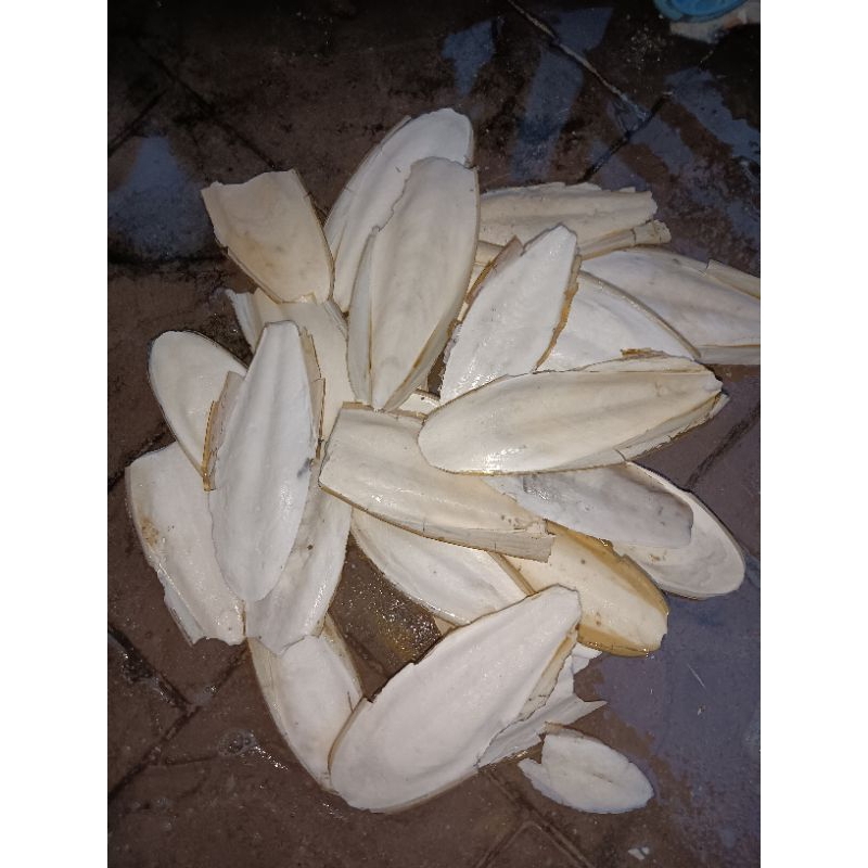 Tulang Sotong/Cuttlefish Bone/Squid Bone 1kg | Shopee Malaysia
