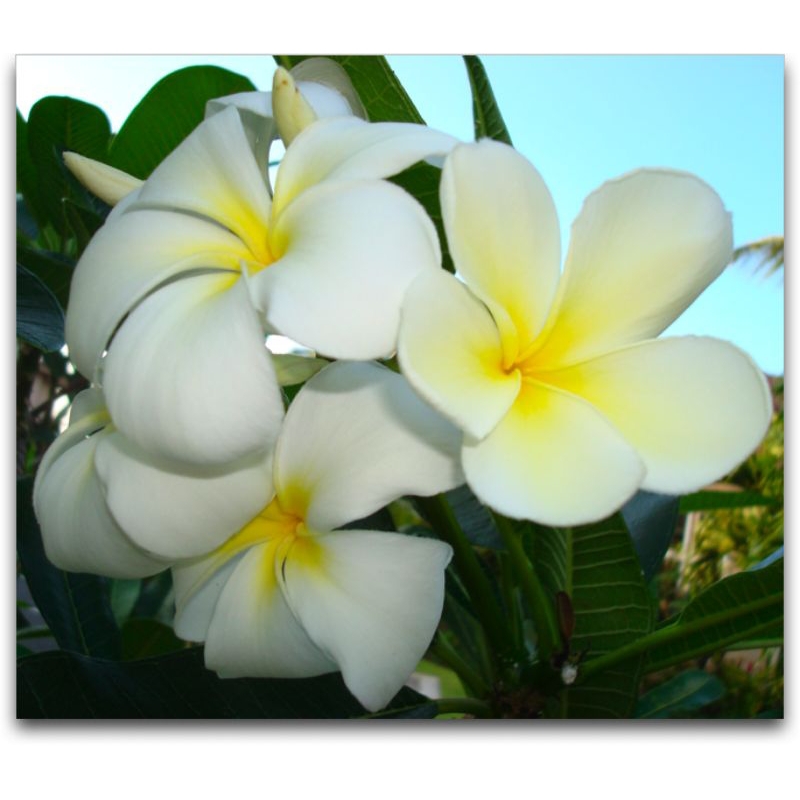 pokok kemboja siam bewarna putih Real Plant | Shopee Malaysia