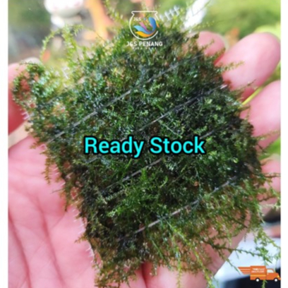 【Ready Stock】Singapore Moss On 5cm x 5cm Mesh (Low Tech Plant, No Need ...