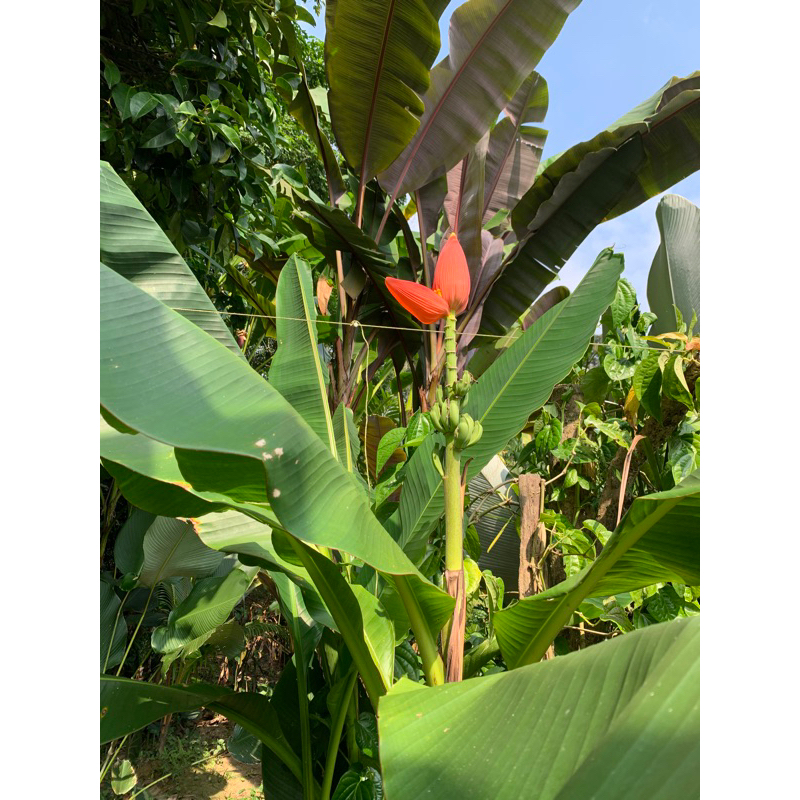 Anak Pokok Sulur Pisang Hiasan (Oren) Musa Ornata | Shopee Malaysia