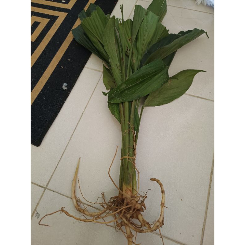 akar pijat akar pokok cemomok seikat | Shopee Malaysia