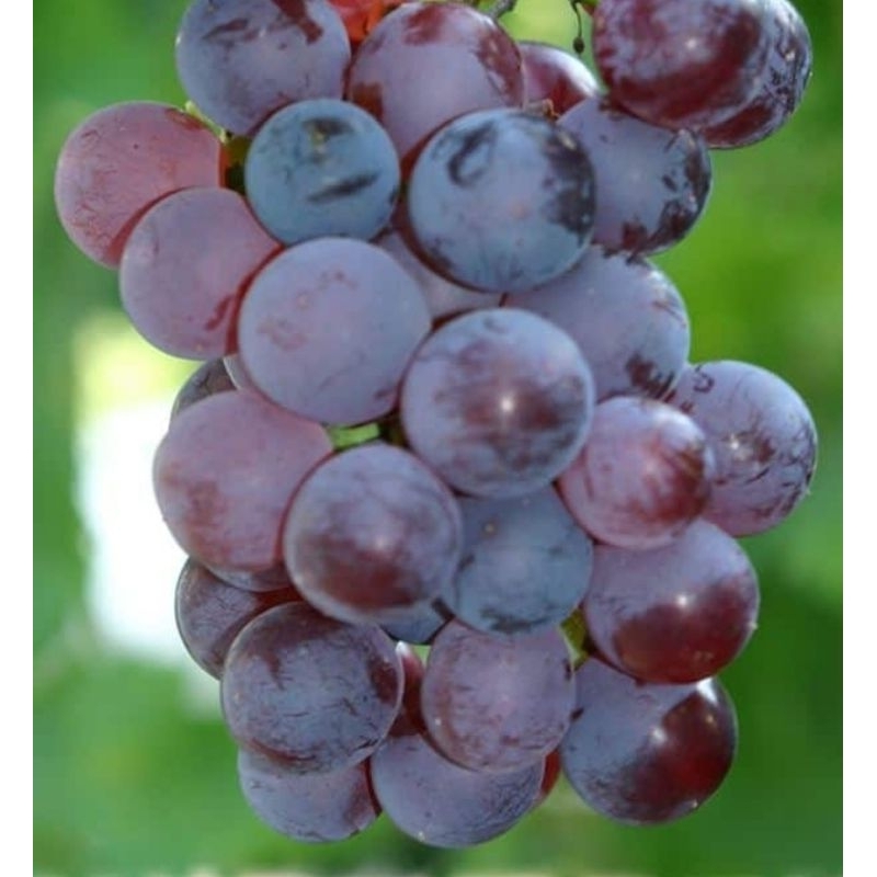 3 Keratan anggur Isabella 伊莎贝拉葡萄3枝条 Isabella grape 3 cuttings | Shopee ...