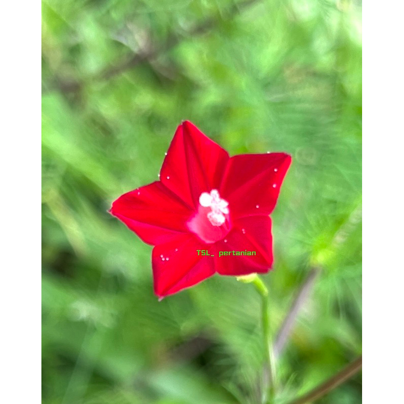 Anak Pokok Bunga Bintang / Bunga Rincik Bumi / Cypress Vine Star Flower ...