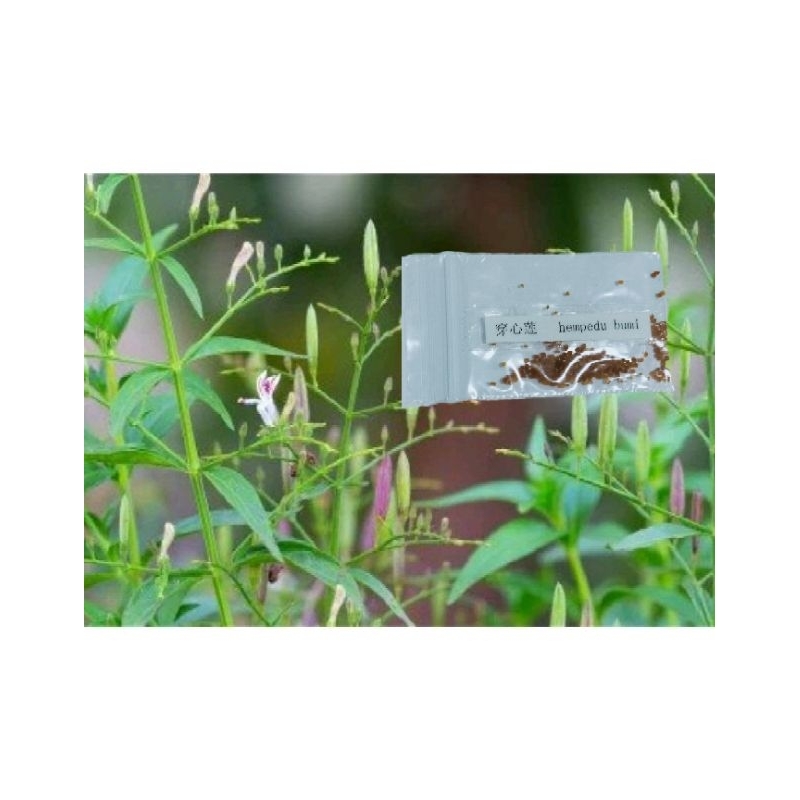 100 biji benih Hempedu Bumi/穿心莲/蛇草种子种子/Andrographis seed | Shopee Malaysia