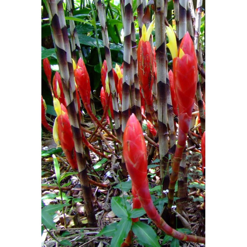 KKB Bamboo Costus, Bamboo Ginger, Snake Ginger, Red Snake Ginger ...