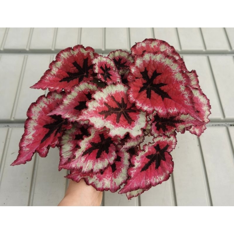 NMS /Begonia Rex/Asam Batu/Begonia Plant 秋海棠[ Finest Wonder, Venetian ...