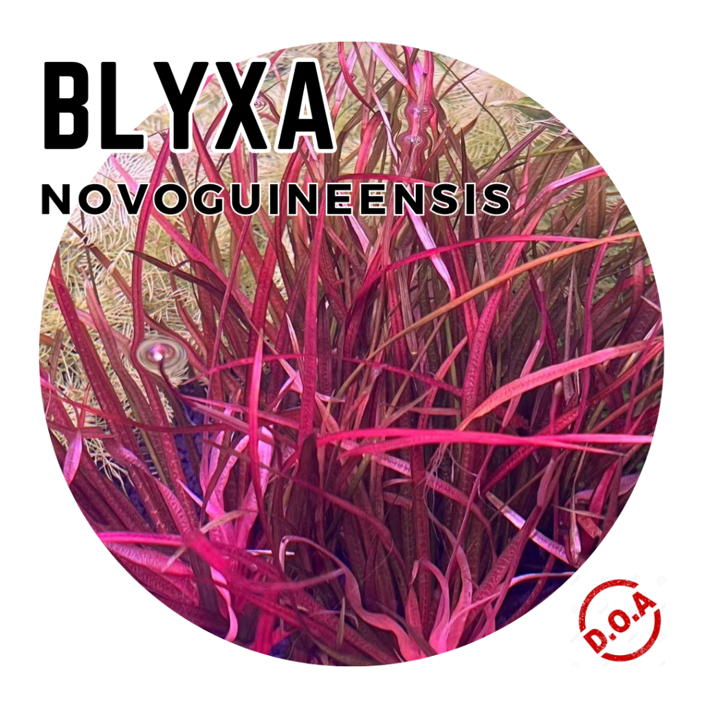 [Aquatic Plant] Blyxa Novoguineensis Novo Pink Rare Red Plants Aquarium Aquascaping | Shopee ...