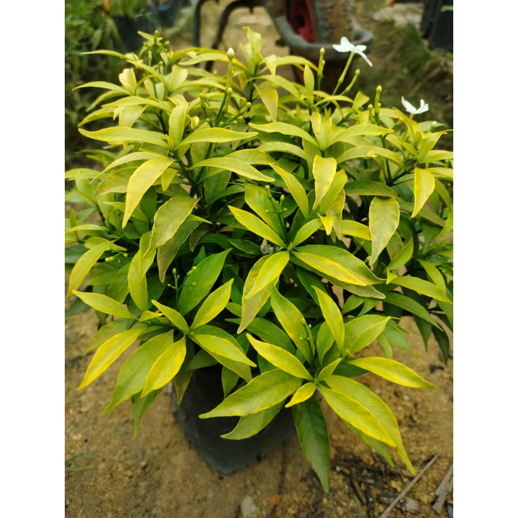 anak pokok Jasmine / Jeliti daun kuning # bunga puteh # Jasmine Thai Bosai Pokok Hiasan | Shopee ...