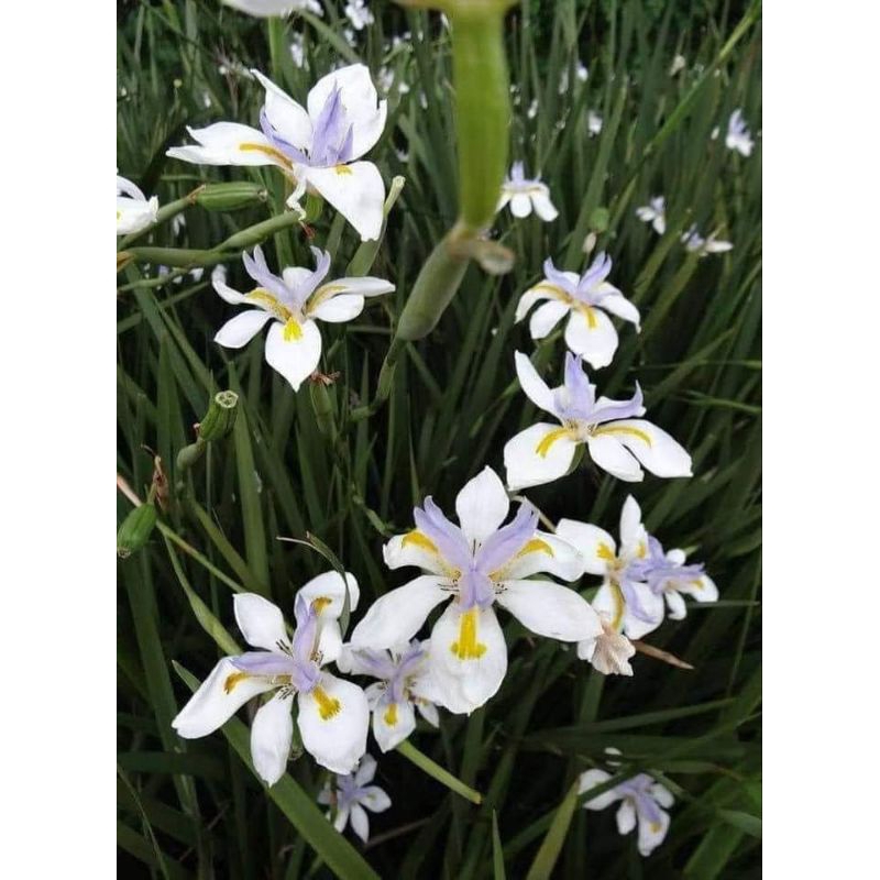 KKB African Iris, Dietes Iridioides, Morea Iris, Fortnight Lily ...