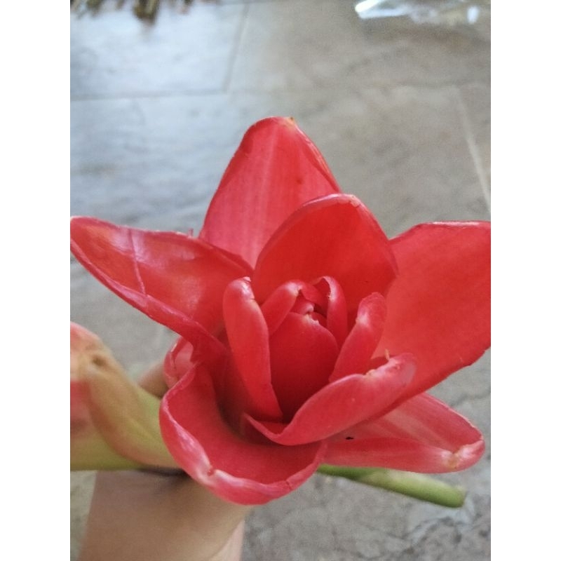 pokok kantan kala merah | Shopee Malaysia