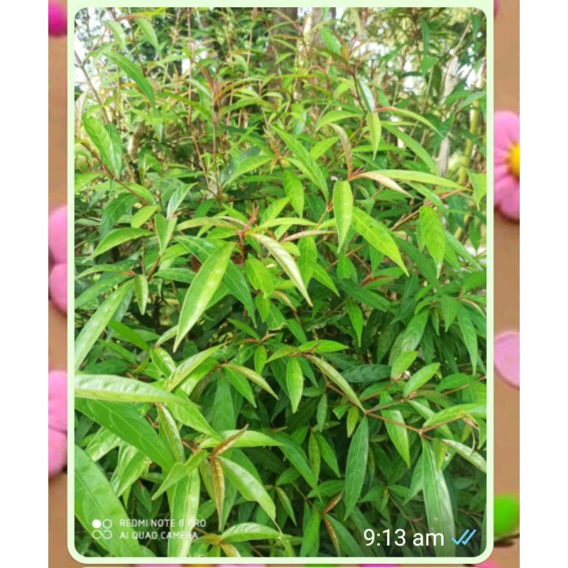 POKOK BUNGA PAGAR. keratan batang 40pcs + free 20pcs | Shopee Malaysia