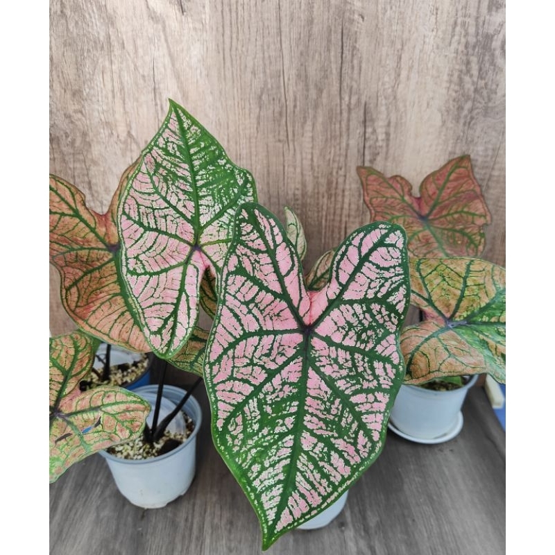 Spring Fling caladium (USA caladium) | Shopee Malaysia