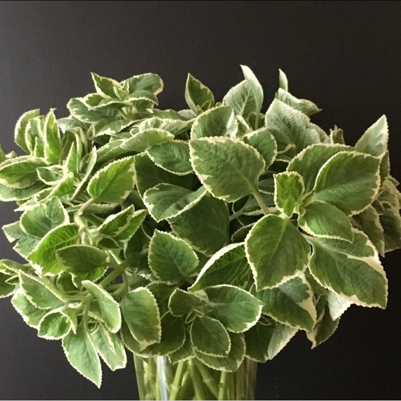 Kerala Karpuravalli Herbal Plant | Shopee Malaysia