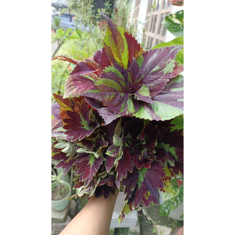 keratan batang pokok ati2 murah/pelbagai jenis bunga | Shopee Malaysia