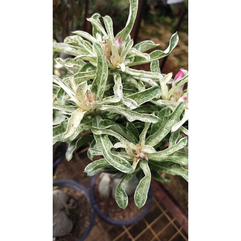 Adenium Variegated / Pokok Kemboja Thailand Grafted Daun Batik | Shopee ...