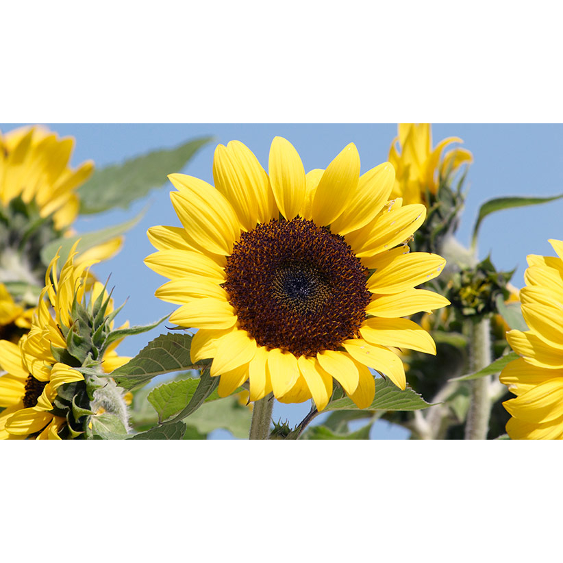 Sunflower real live outdoor plant 向日葵 太阳花 anak pokok bunga matahari ...