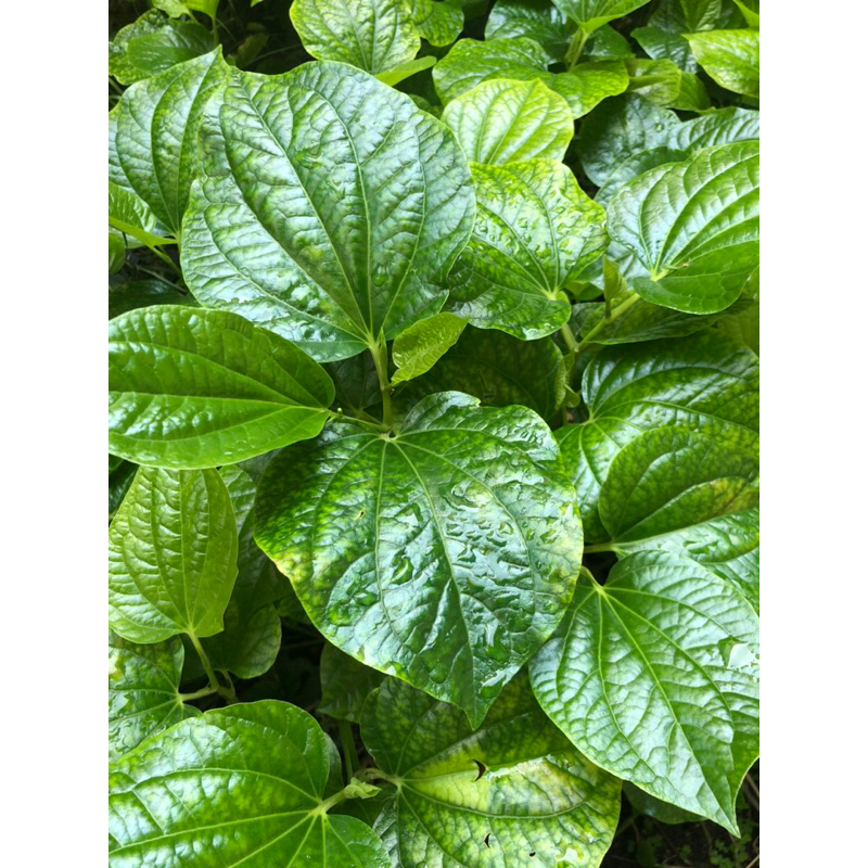 PUCUK KADUK SEGAR 🍃🍃 | Shopee Malaysia