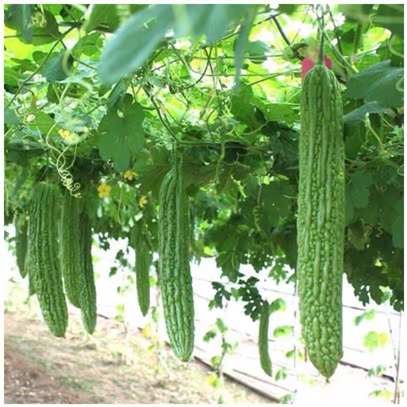 5 SEED - Benih Peria Panjang Taiwan Hybrid | F1 Long Bitter Gourd seed ...